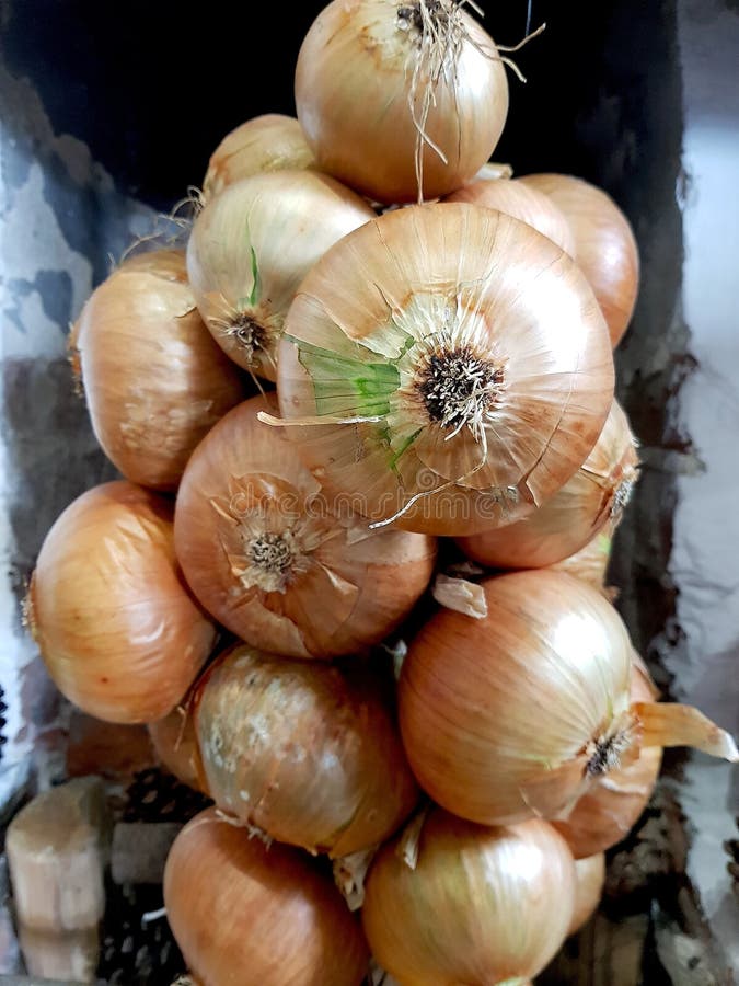 A Close Up a Bunch of Onions. Stock Photo - Image of lemon, fruit ...