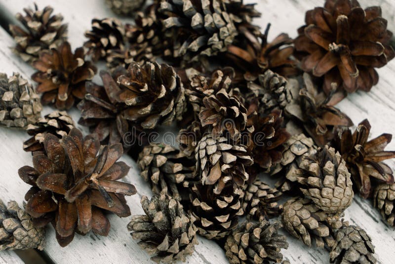 Close Up of a Bunch of Pine Cones Stock Photo - Image of growth, nature ...