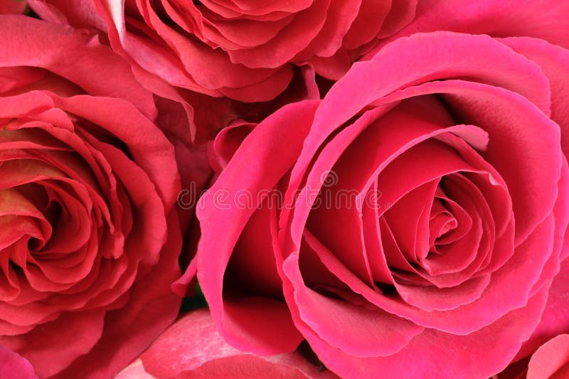 Close Up of a Bunch of Pink Roses Stock Photo - Image of pastel ...