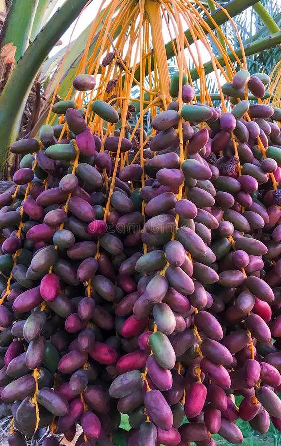 Close Up Red Date Fruits Bunch on Tree in the Oman Stock Image - Image ...