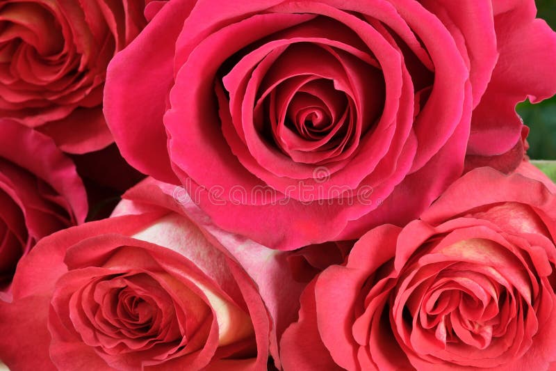 Close Up of a Bunch of Red Roses Stock Photo - Image of shot, beauty ...