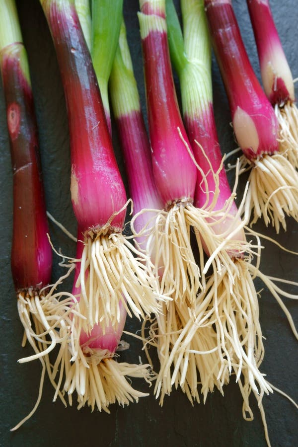Close Up of a Bunch of Red Scallions Stock Photo - Image of food, board ...