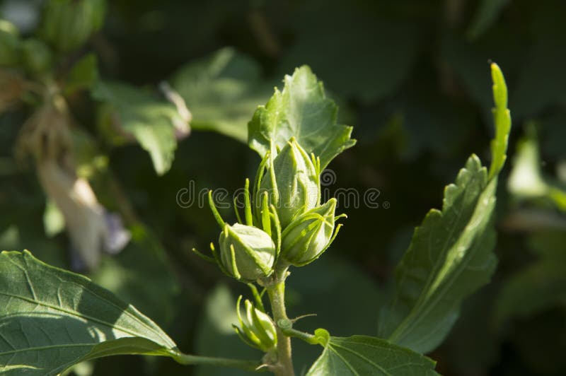 Close-up: a Bunch of Seed Buds of Rose Mallow Stock Image - Image of ...