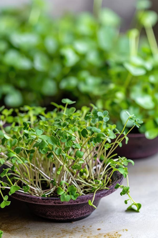 A Close Up of a Bunch of Small Plants, Healthy Home Grown Microgreens ...
