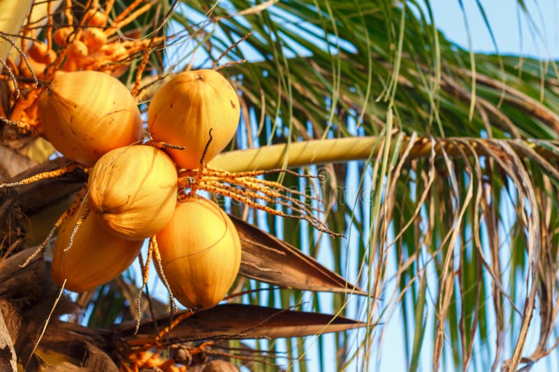 Yellow Coconut tree king stock image. Image of freshest - 75705621