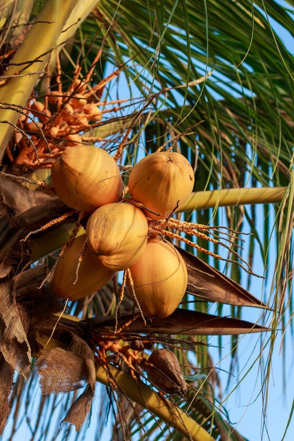 Close Up a Bunch of Yellow Coconut. Stock Photo - Image of great ...