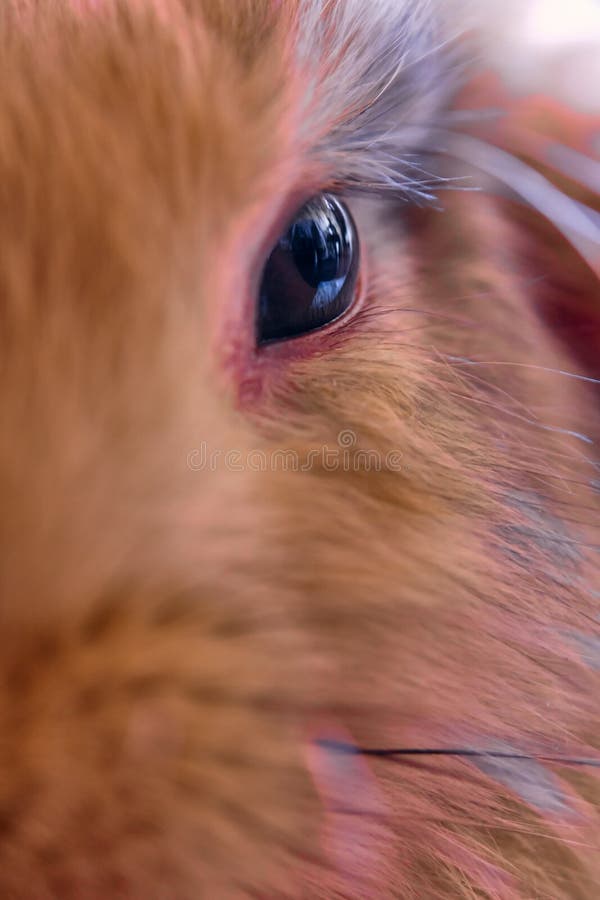 Close-up of a bunny eye stock image. Image of looking - 198305117