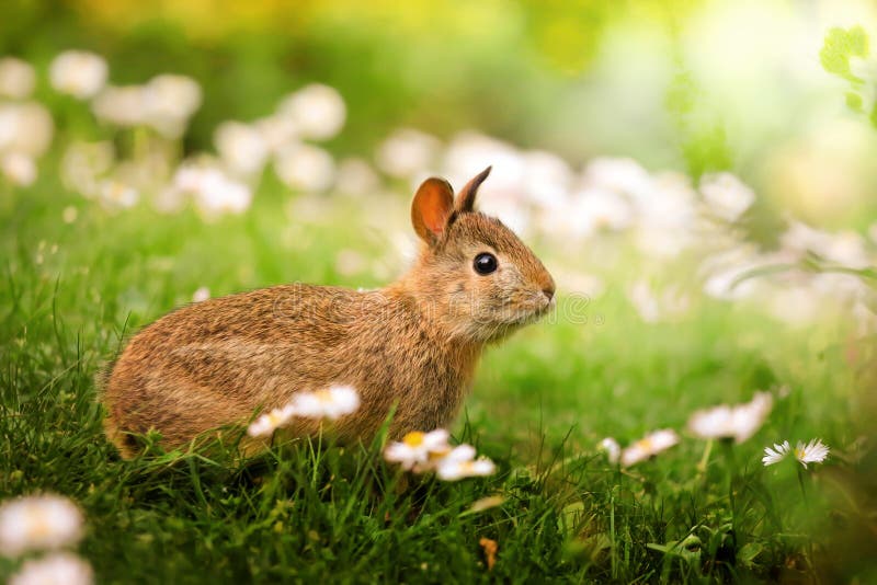 Wild bunny in the meadow stock photo. Image of beautiful - 116453368