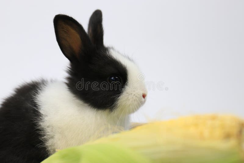 Close up Bunny Rabbit editorial stock image. Image of eating - 196244609
