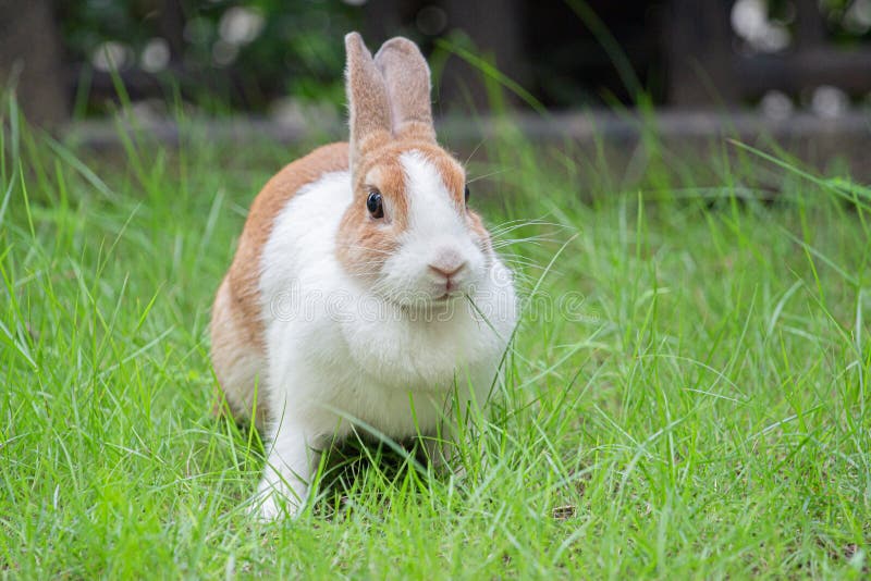 Close Up Bunny Rabbit in Garden Stock Photo - Image of cheerful ...