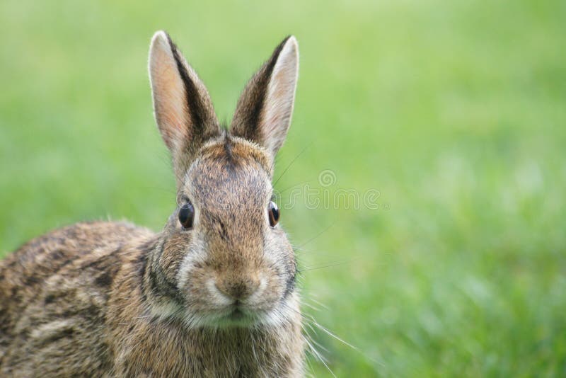 Close up bunny. stock photo. Image of meadow, wildlife - 46397138