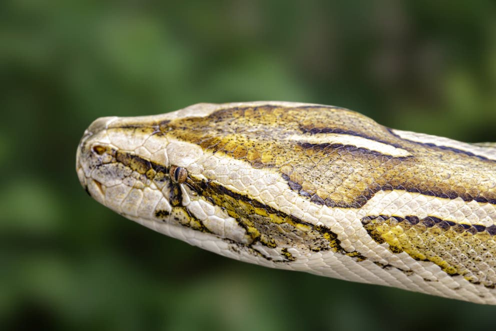Close Up of Burmese Python with a Beatuful Pattern Stock Photo - Image ...