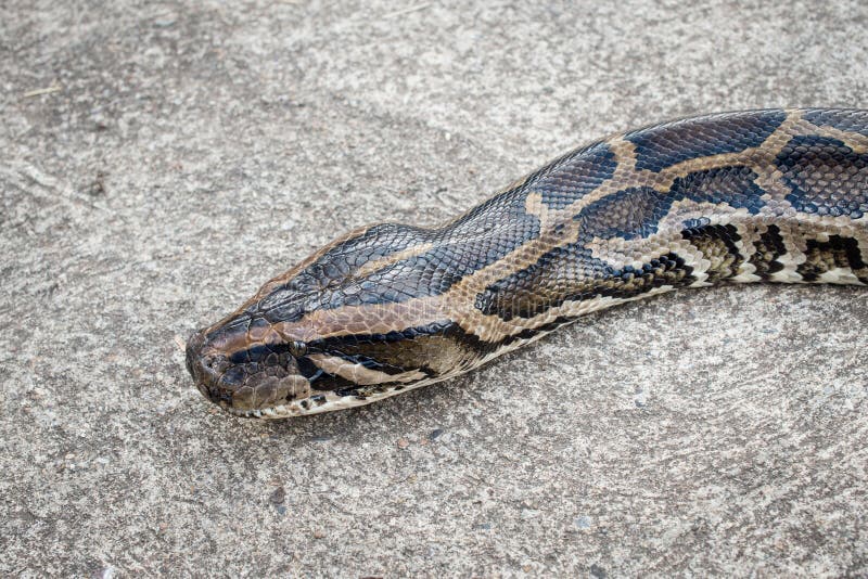 Close-up of Burmese Python Crawling on the Cement Floor. Stock Photo - Image of head, burmese ...