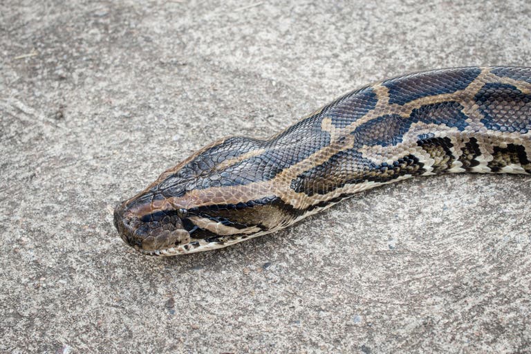 Close-up of Burmese Python Crawling on the Cement Floor. Stock Photo - Image of head, burmese ...