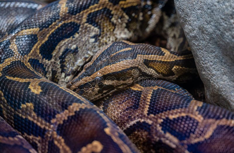 Close Up of a Burmese Python on Ground. it is Native To Southeast Asia ...