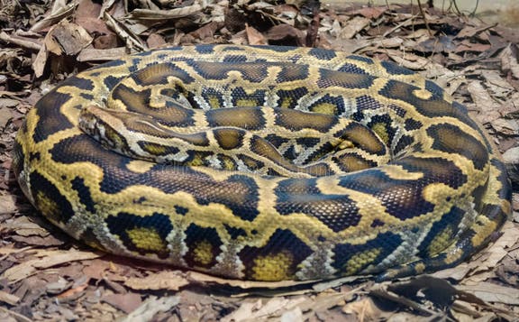 Close Up on a Burmese Python Snake, Python Bivittatus, Rolled Up and ...