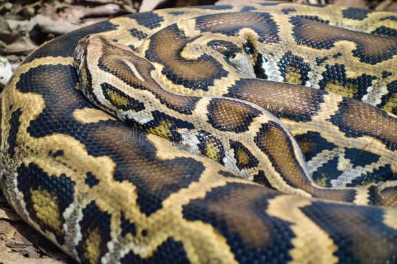 Close Up on a Burmese Python Snake, Python Bivittatus, Rolled Up and ...