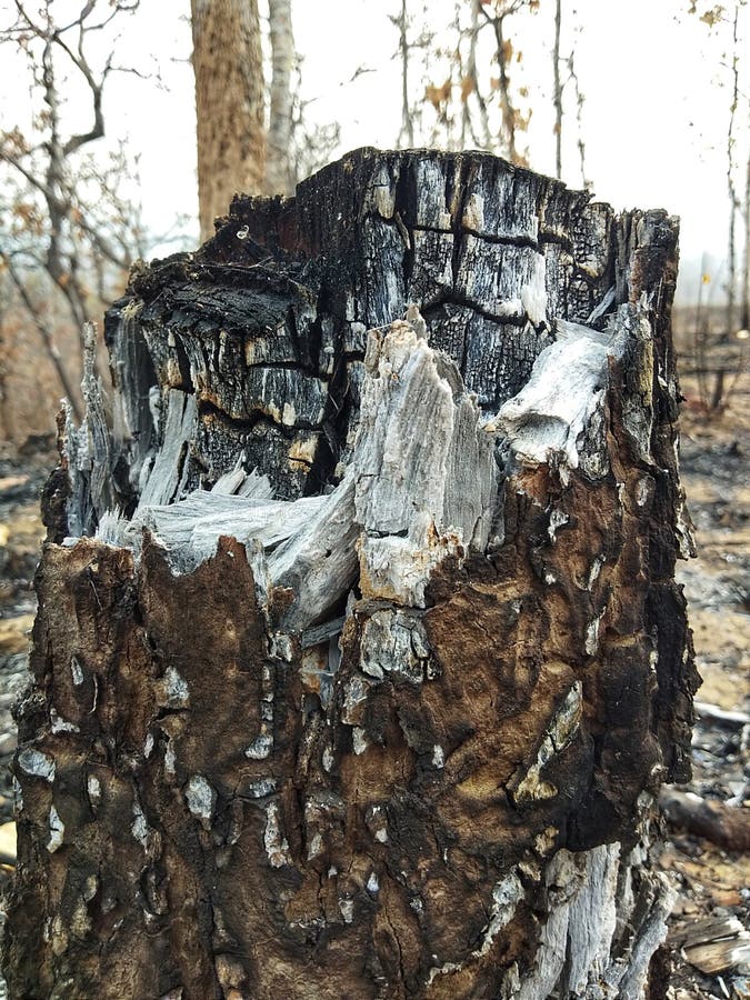 Burned Tree Roots And Thin Branches Of Vegetation In A Common Pile. Dry ...