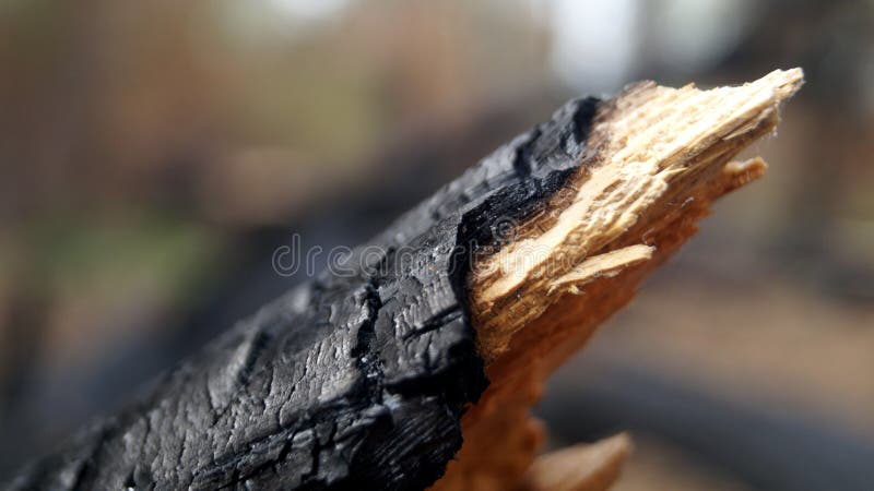 A Close Up of a Burned Tree Stock Photo - Image of isolated, nature ...