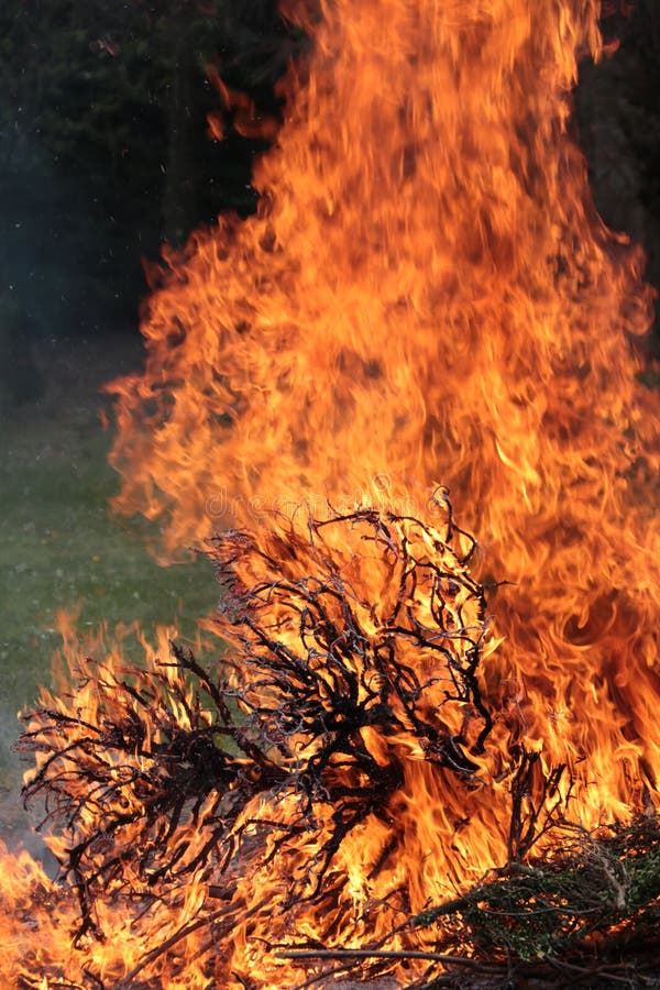 Close Up of Burning Bonfire of Dry Branches Stock Photo - Image of ...