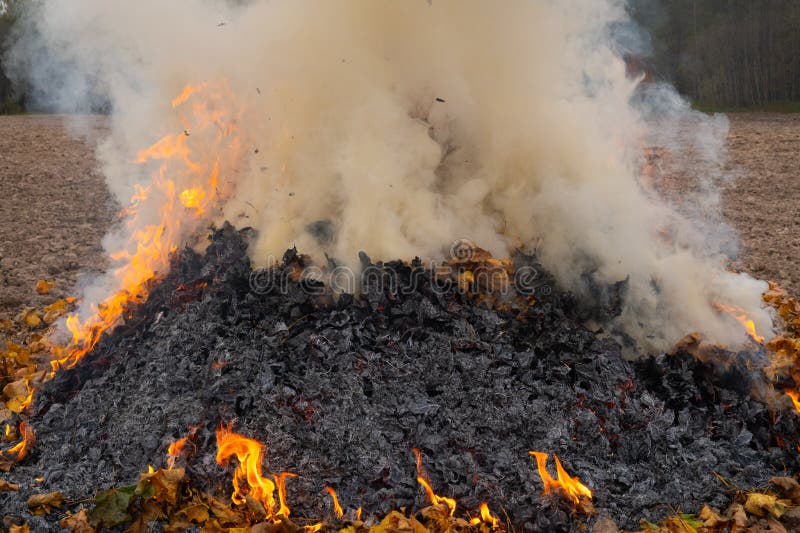 Close-up of a Burning Pile of Fallen Dry Autumn Maple Leaves in Autumn ...