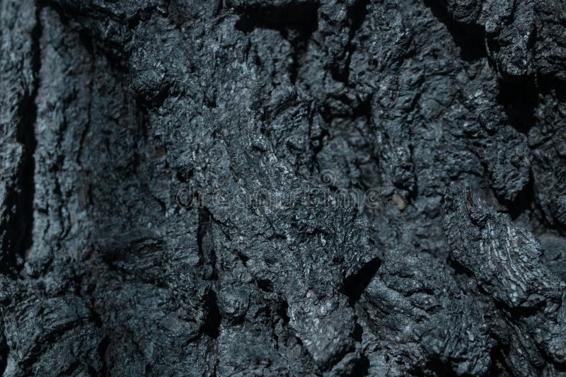 Close Up of Burnt Tree Bark Showing Texture and Damage from Wildfire ...