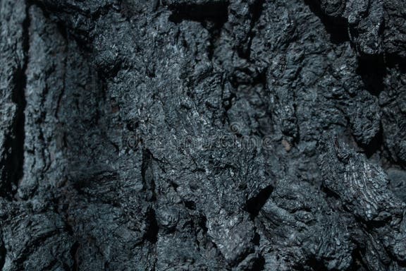 Close Up of Burnt Tree Bark Showing Texture and Damage from Wildfire ...