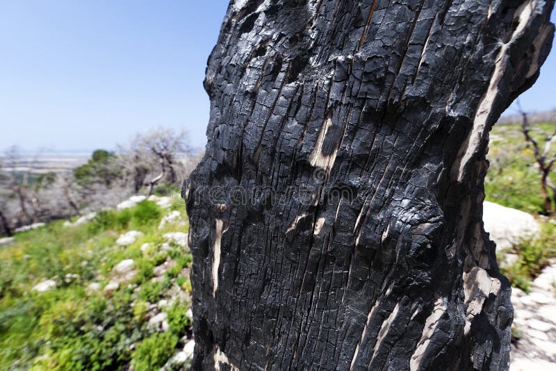 Burnt Tree Trunk in the Wild Stock Photo - Image of blue, coal: 29875758