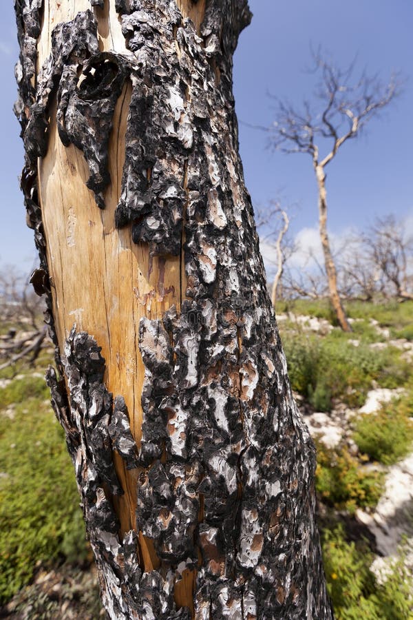 Burnt Tree Trunk in the Wild Stock Photo - Image of cracked, fossil ...