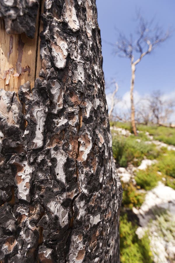 Burnt Tree Trunk in the Wild Stock Photo - Image of conservation, black ...