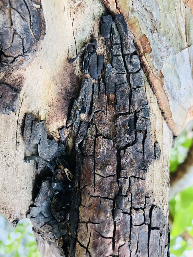 Close Up of Burnt Tree Wood Roots Cracking Stock Image - Image of rock ...
