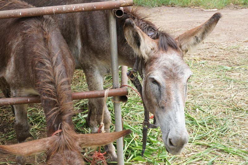 Burro in country farm stock image. Image of animal, cage - 135893771