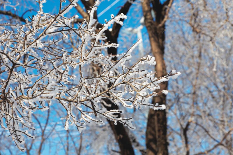 Close Up of Bush Branches Under the Cap of Snow. Tinted Photo. Stock ...