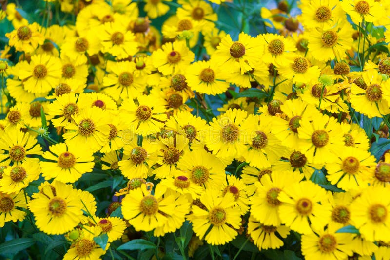 Close Up of a Bush with Bright Yellow Flowers Stock Photo - Image of ...