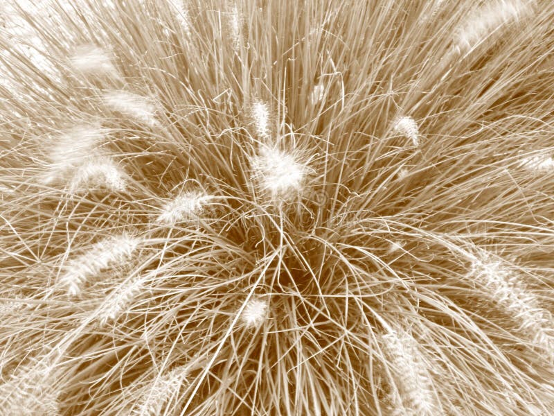 Bush stock photo. Image of plant, detail, stalks, colorful - 127914436