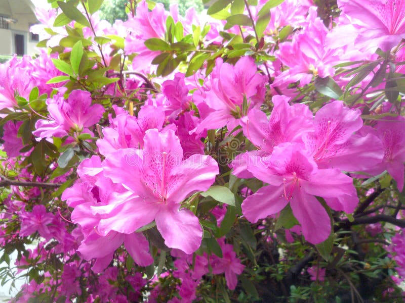Close Up on a Bush of Pink Azaleas Stock Photo - Image of flowered ...