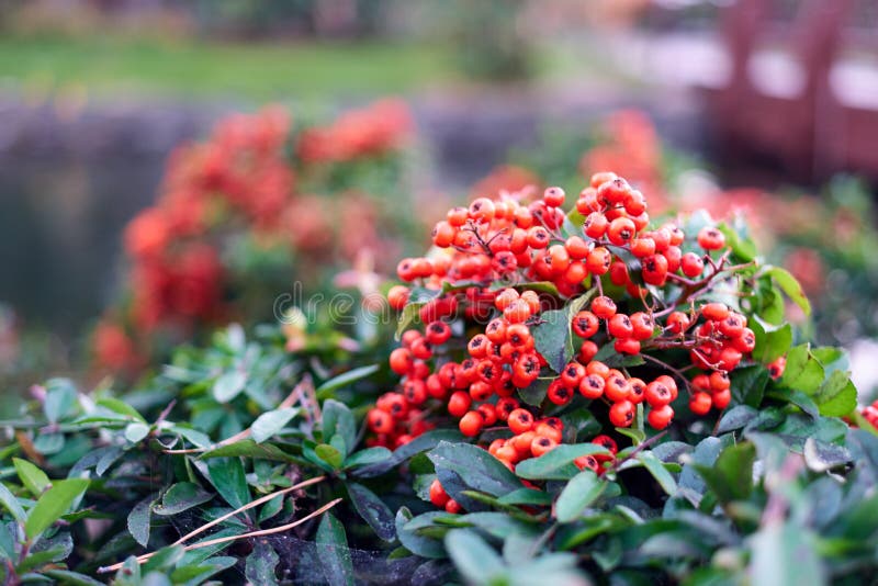 Red Small Berries On A Bush In The Garden. Autumn Harvest. Stock Photo ...