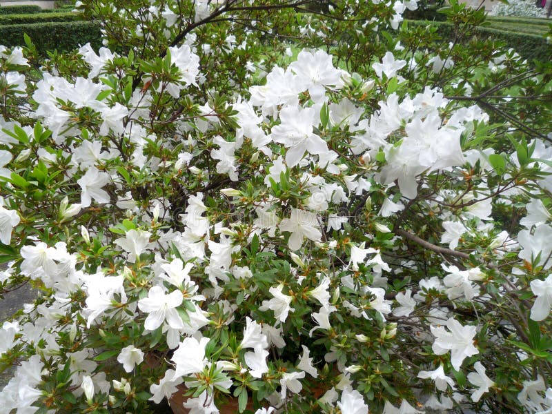 Close Up on a Bush of White Azaleas Stock Photo - Image of blossom ...