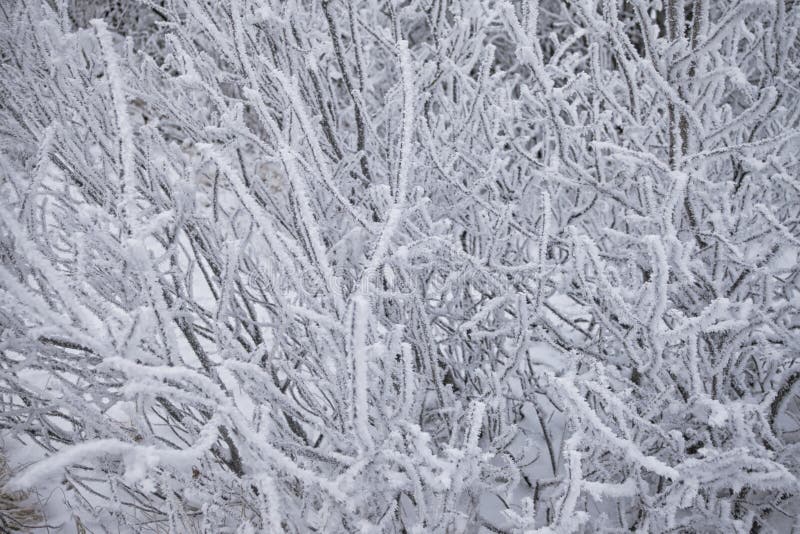 Close-up Bushes Covered with Snow Stock Image - Image of plant, natural ...