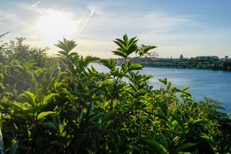 Close Up of Bushes on a Hill Against Sky Stock Image - Image of river ...