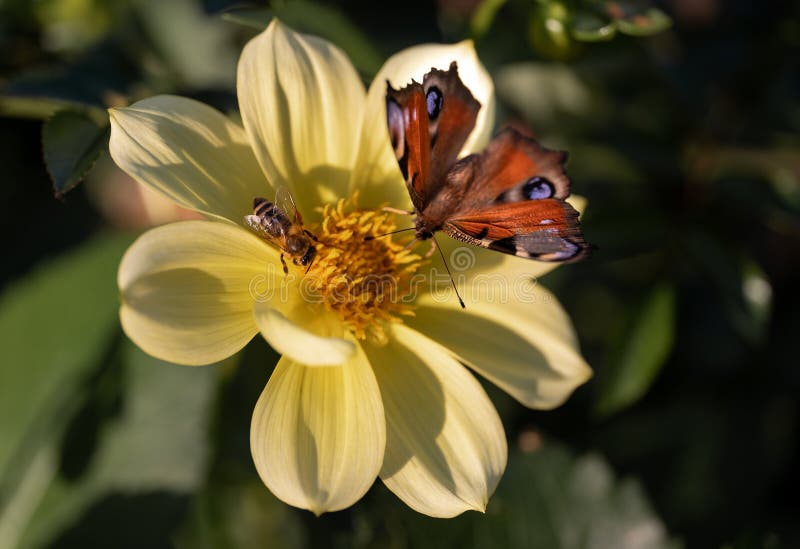 Close-up of a Butterfly and a Bee Pollinating a Flower Together Stock ...