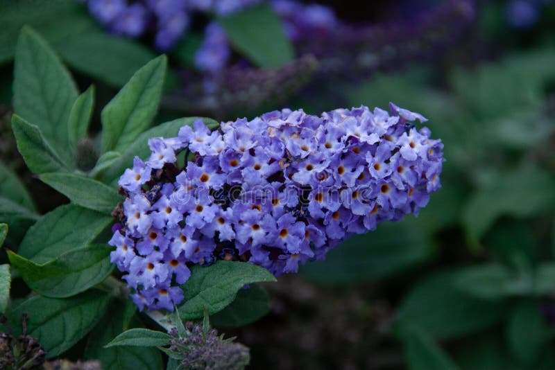 Close-up of a Butterfly Bush Flower Stock Photo - Image of horizontal ...