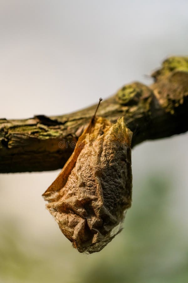 Butterfly cocoon. stock image. Image of wild, animal - 307221363