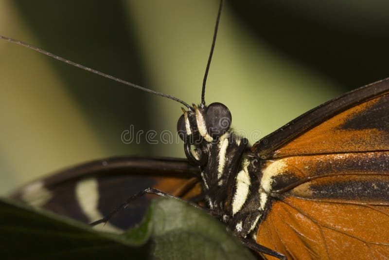 Close up on butterfly head stock photo. Image of insect - 754886