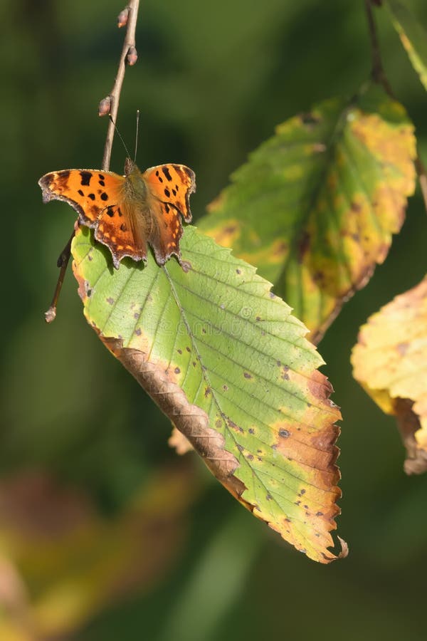 Close-Up of a Butterfly Landed on Fall Leaves Stock Photo - Image of ...
