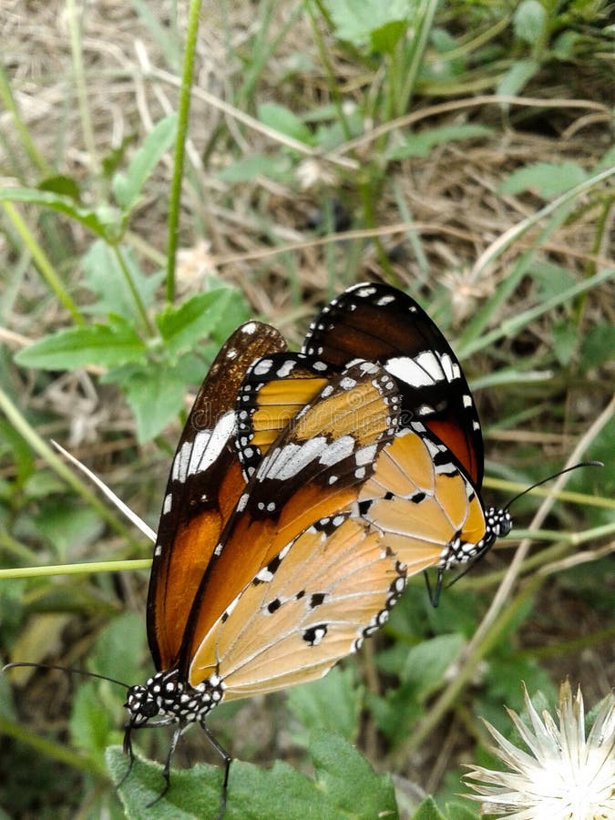 Butterfly mating in garden stock image. Image of beautiful - 118671745