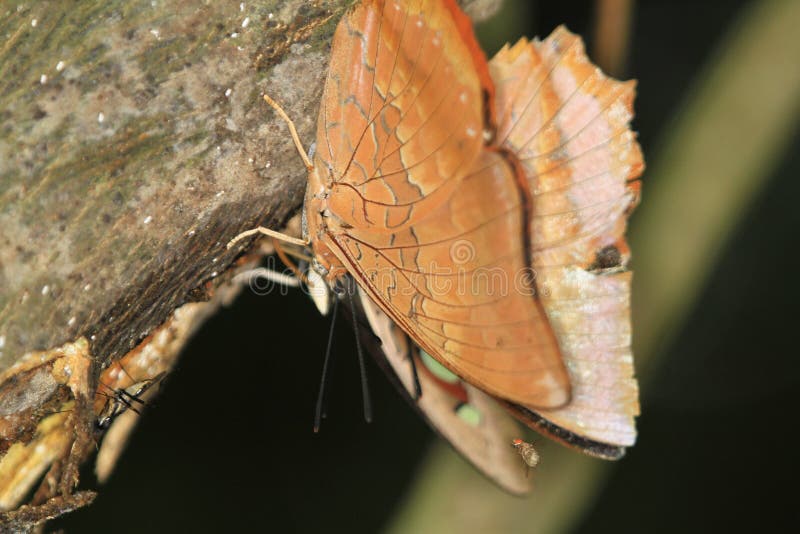 A Close Up Butterfly, Oakleaf or Dead Leaf Butterfly Stock Image ...