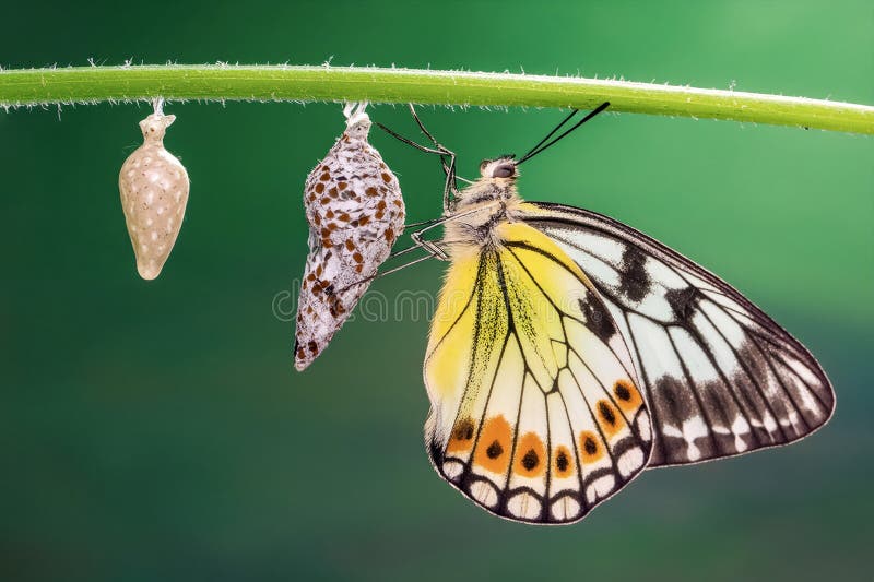 Butterfly, Pupae and Cocoons are Suspended. Concept Transformation of ...