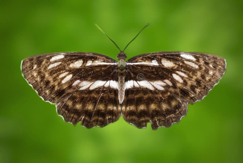 CLOSE-UP of a BUTTERFLY SPREADING ITS WINGS Stock Image - Image of ...