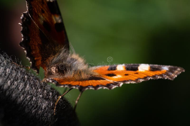 Butterfly is about To Take Off Stock Image - Image of moth, flora ...